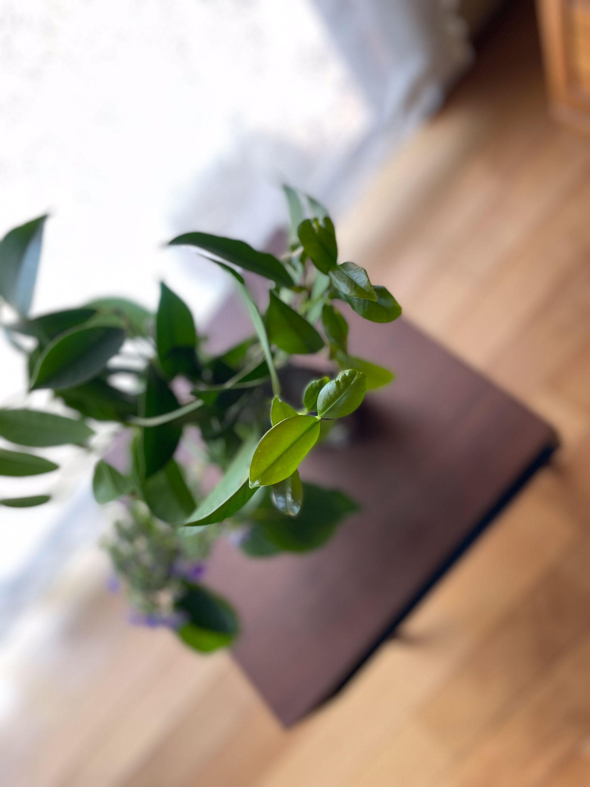 萌木か、萌黄か - Taniweb制作